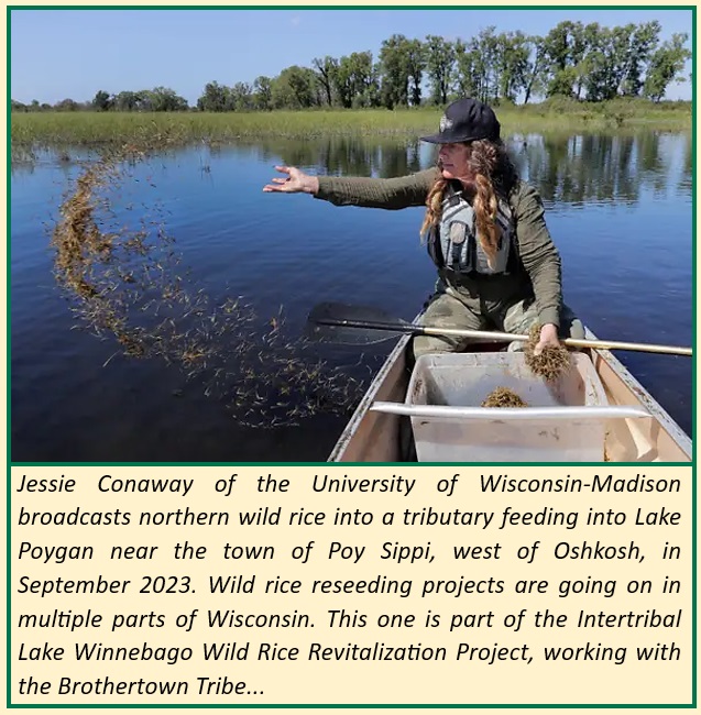 After decades of neglect, wild rice revitalization projects are ...