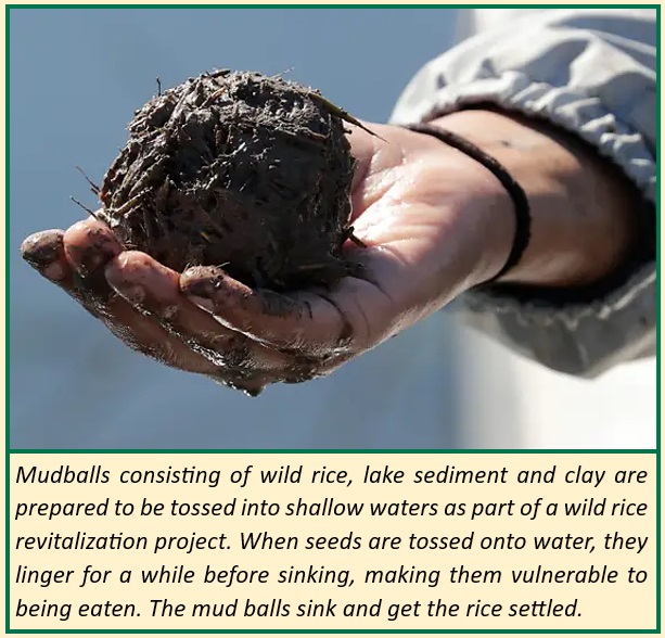 After decades of neglect, wild rice revitalization projects are ...